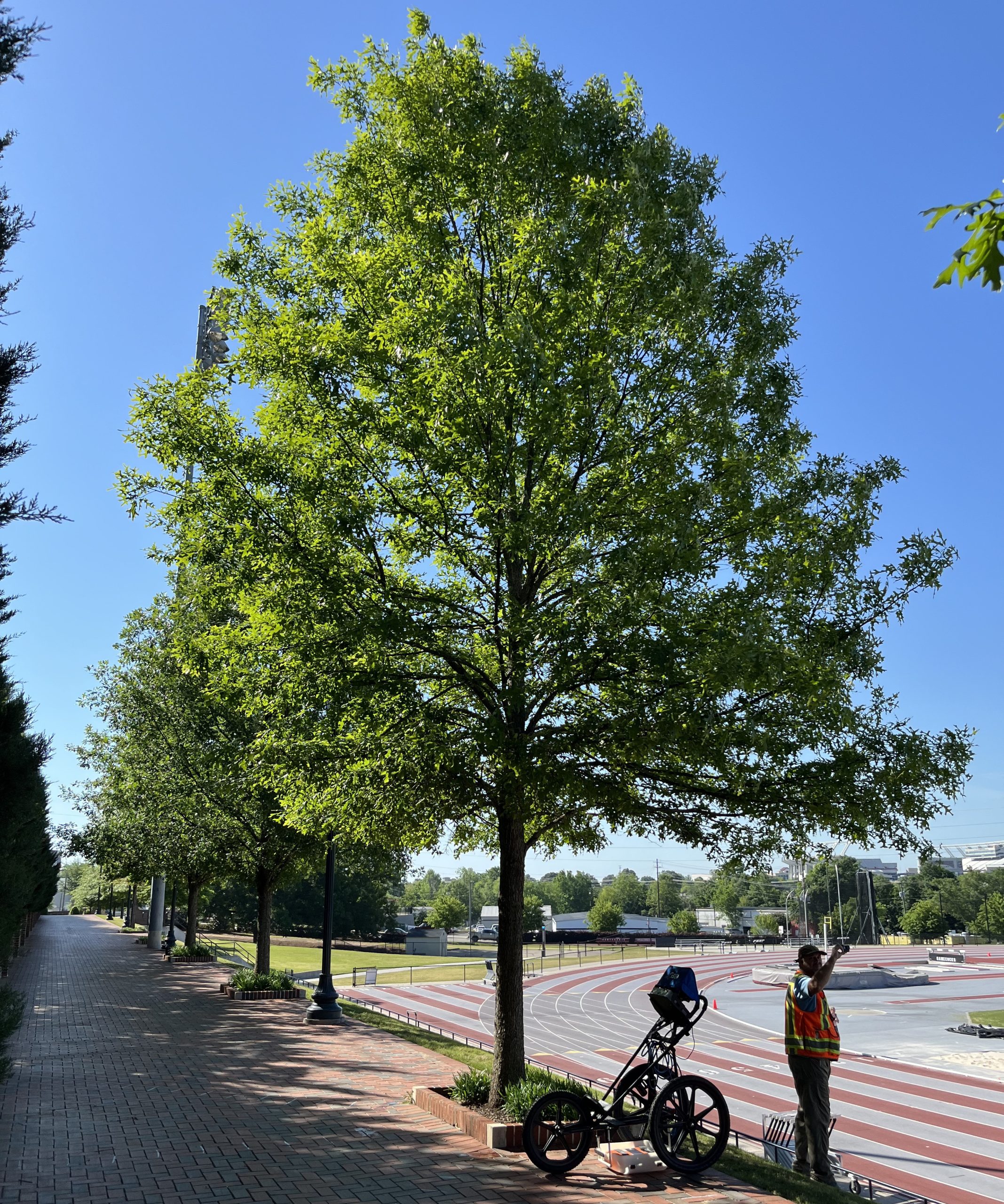 Trees on Promanade - 2024 (3) - StormTank